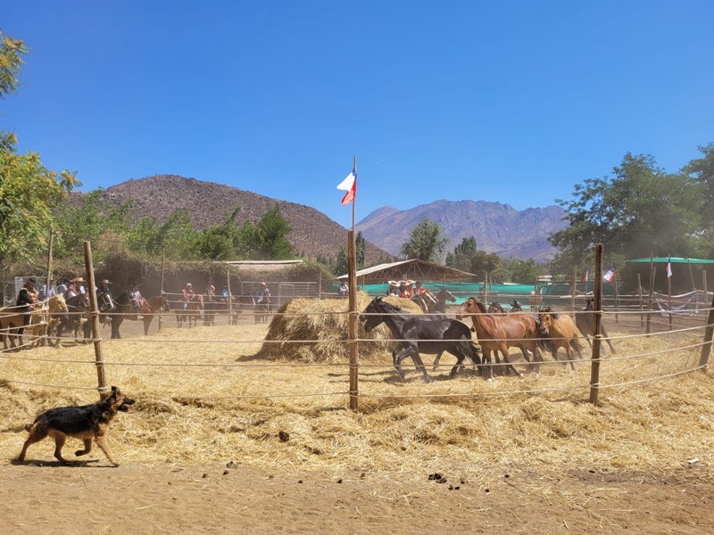 Andes on line | Tradiciones y folclor se harán presentes en la Trilla a ...